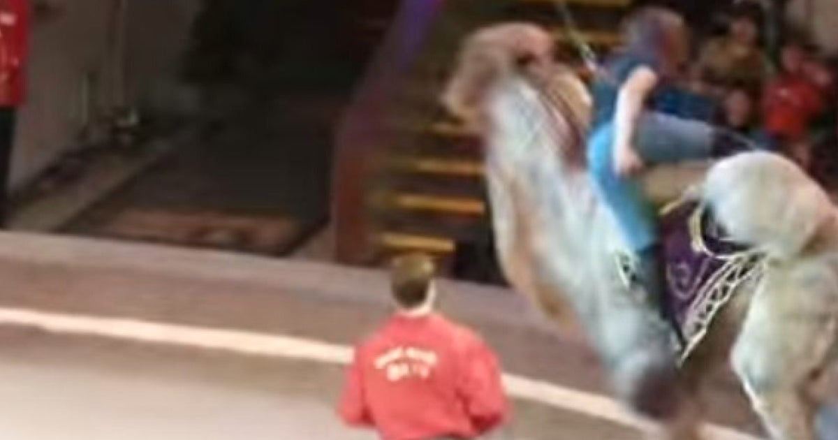 Woman Tries To Ride Circus Camel, Things Go Slightly Wrong (VIDEO ...