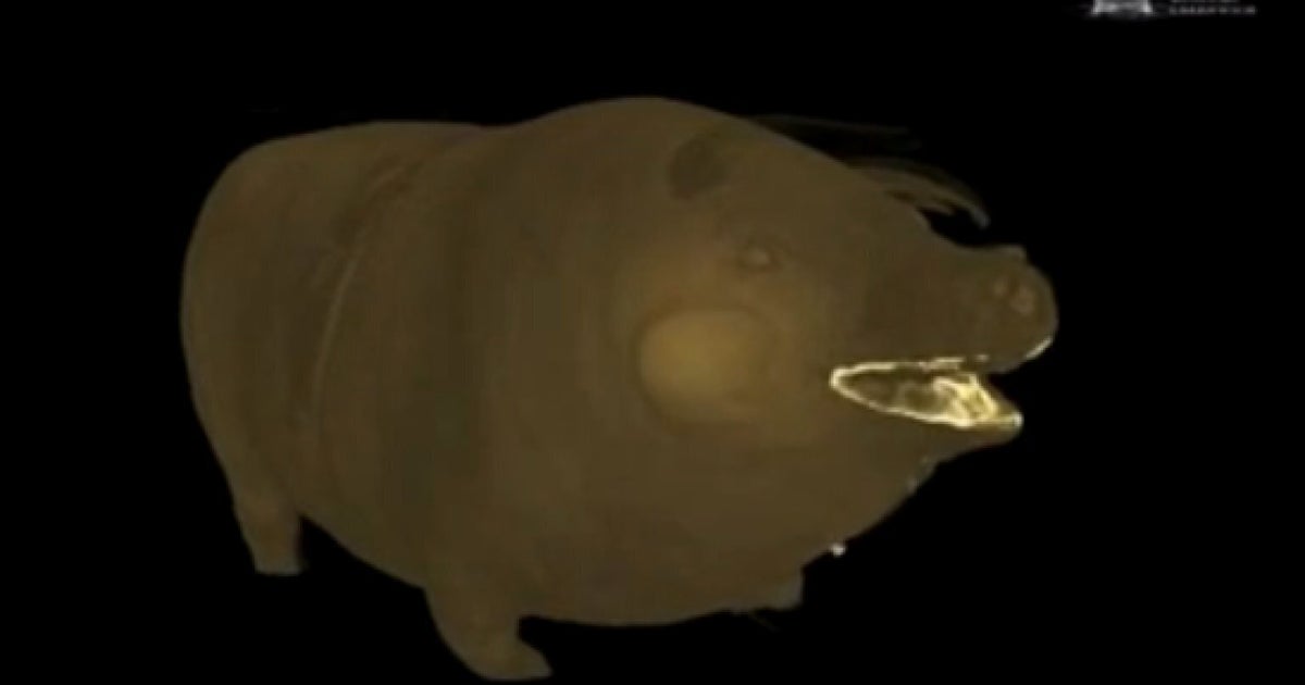 Titanic Musical Pig: Toy Saved From Sinking Ship Plays Haunting Tune ...