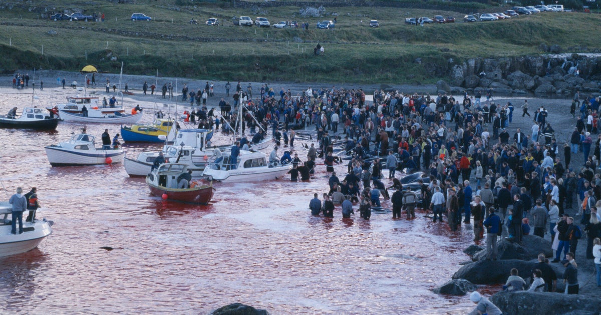 The 'Denmark Dolphin Slaughter' | HuffPost UK Students