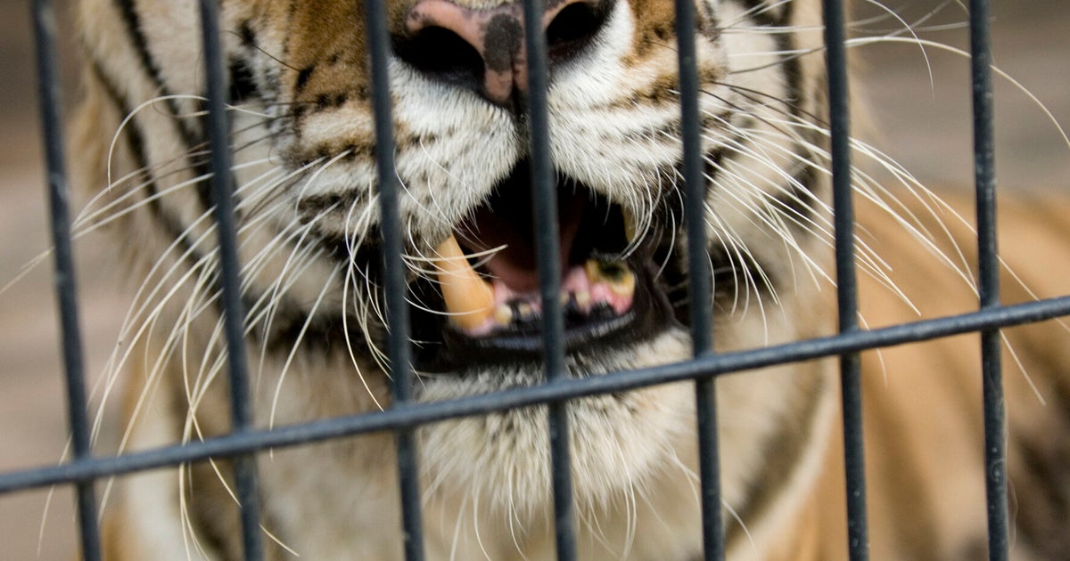 Tigers About the House: Cute But Sending the Wrong Message? | HuffPost ...