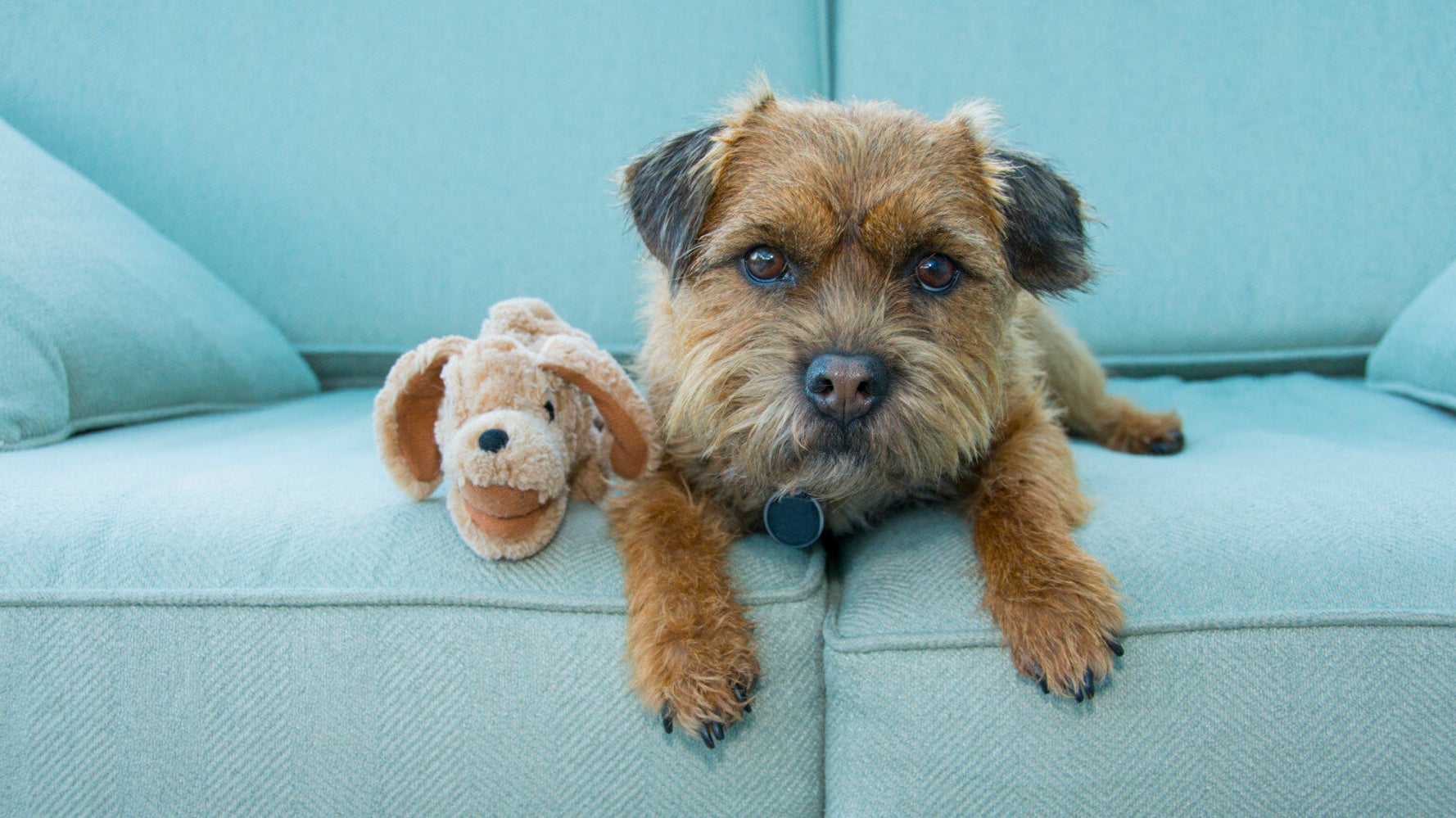 Dog of the Week | HuffPost UK Life
