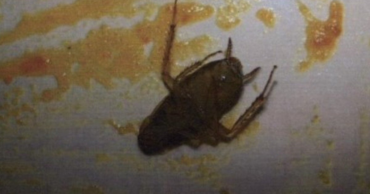 Cockroach Found In Curry: Council Inspection Reveals Restaurant Of ...