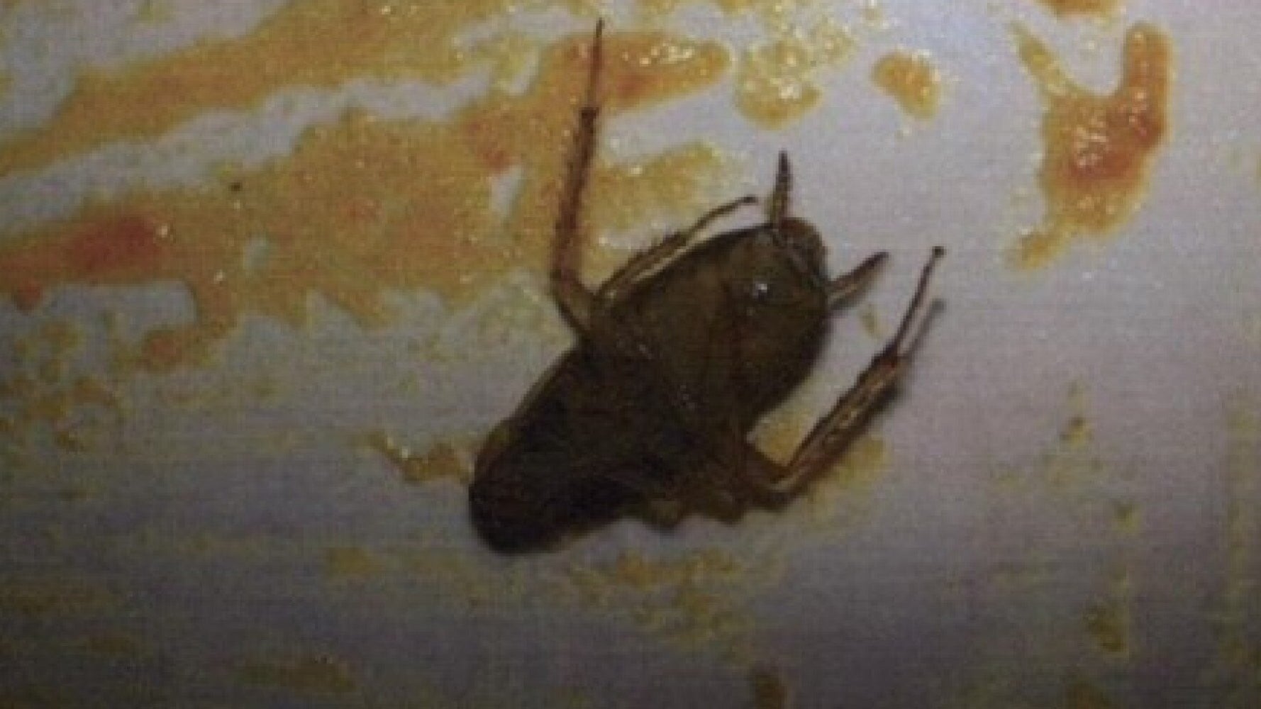Cockroach Found In Curry: Council Inspection Reveals Restaurant Of ...