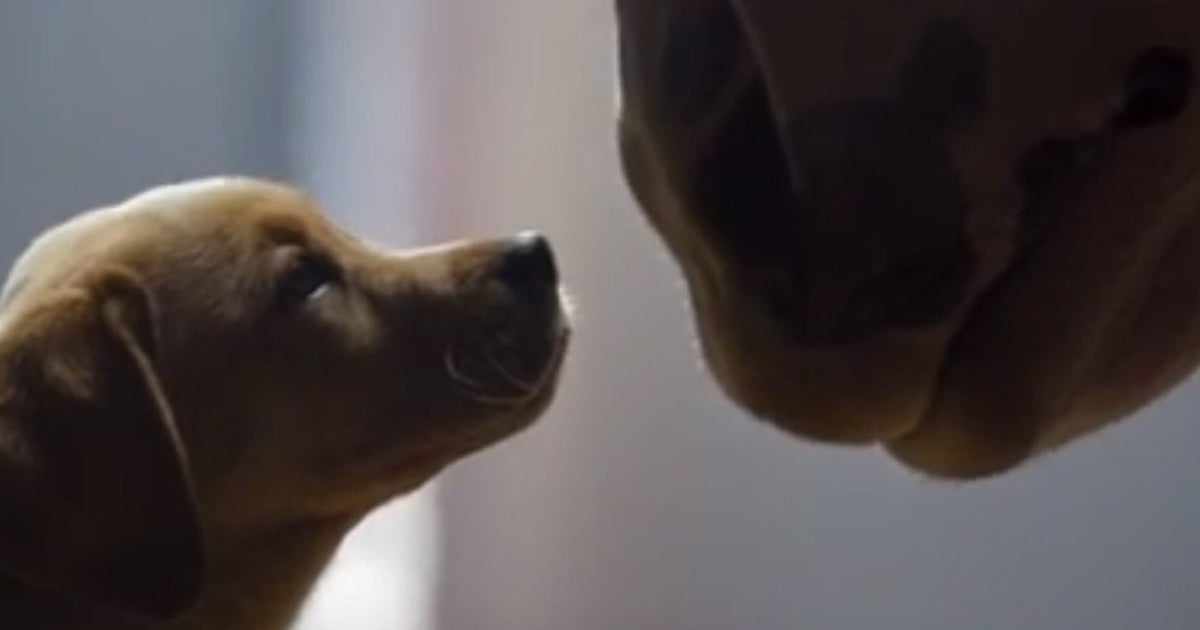 The Budweiser Super Bowl 'Puppy Love' Advert: A Plot Point Breakdown ...