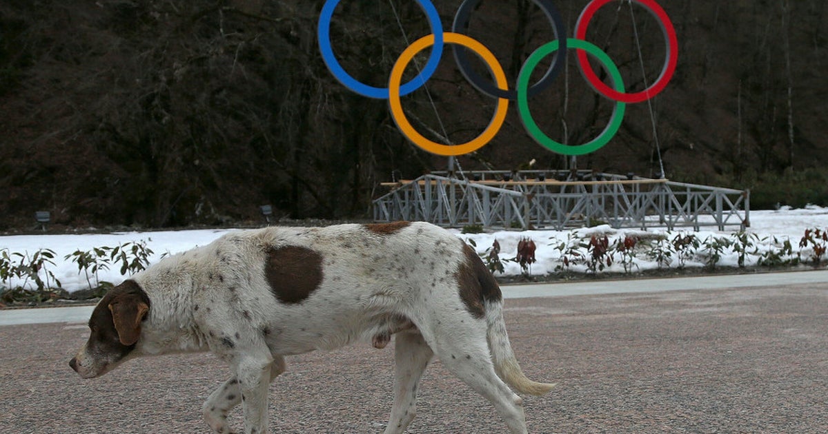 Sochi Winter Olympics: Stray Dogs Are Being 'Rounded Up And Slaughtered ...