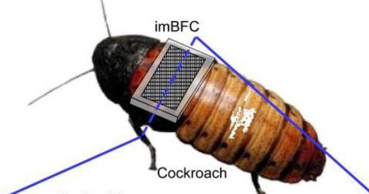 Self-Powered Remote-Controlled Cockroaches Are An Actual Thing ...