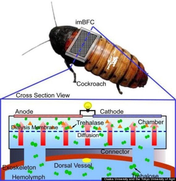 Self-Powered Remote-Controlled Cockroaches Are An Actual Thing ...