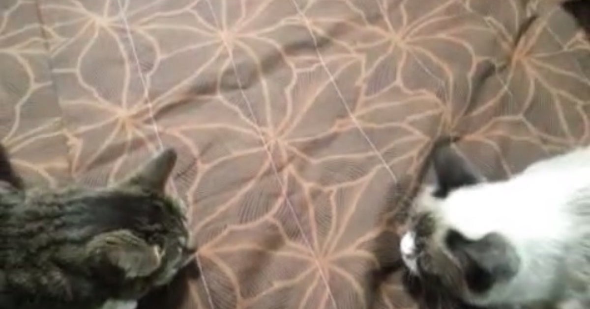 Vine Of The Day Lil Bub Meets Grumpy Cat Huffpost Uk Comedy