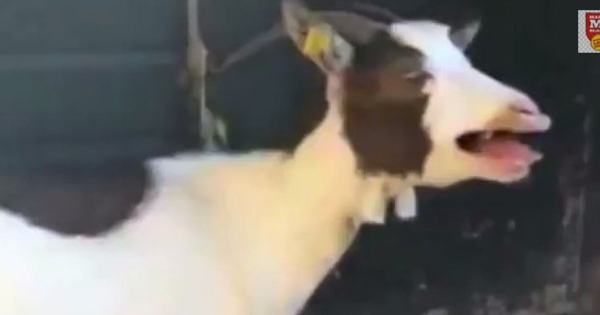 Jurassic Goat: It's The 'Jurassic Park' Theme Tune Performed By Goats ...