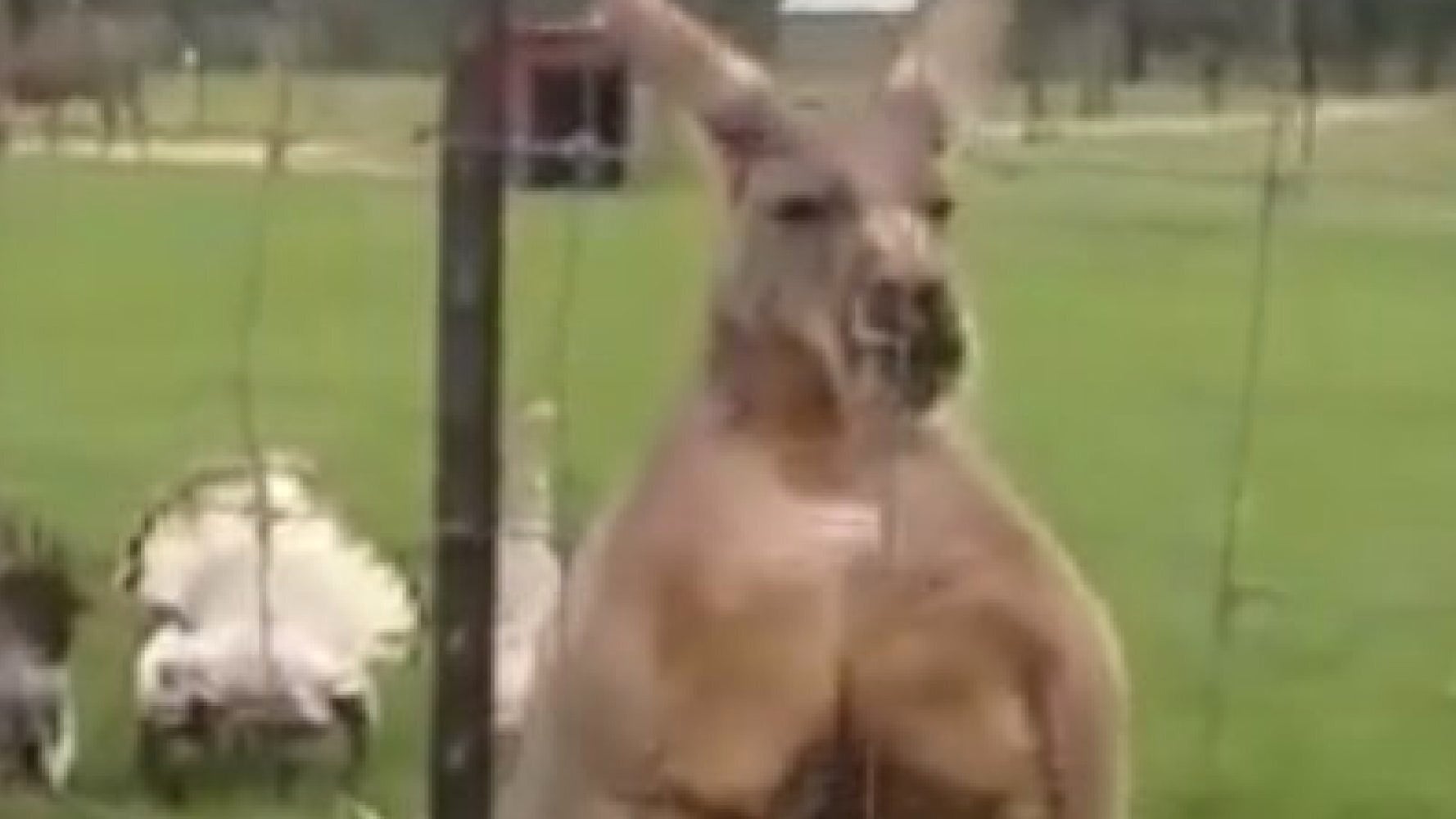 Buff Kangaroo Gif