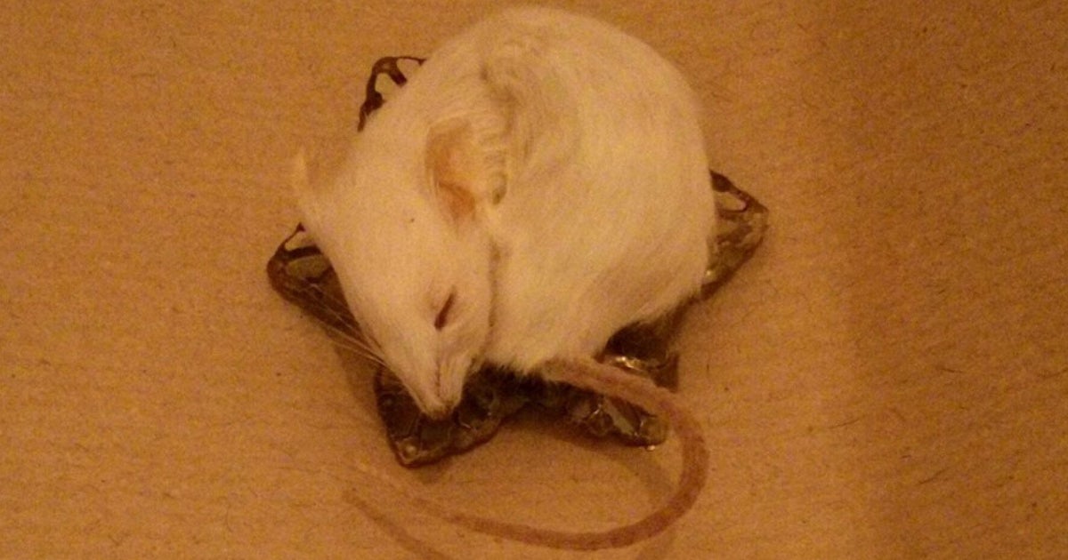 Anthropomorphic Mouse Taxidermy Class With Margot Magpie (PICTURES ...