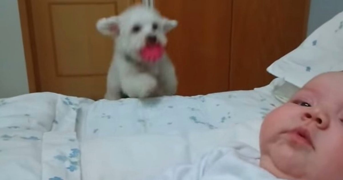 This Dog REALLY Wants To Get Up On That Bed (VIDEO) | HuffPost UK Comedy