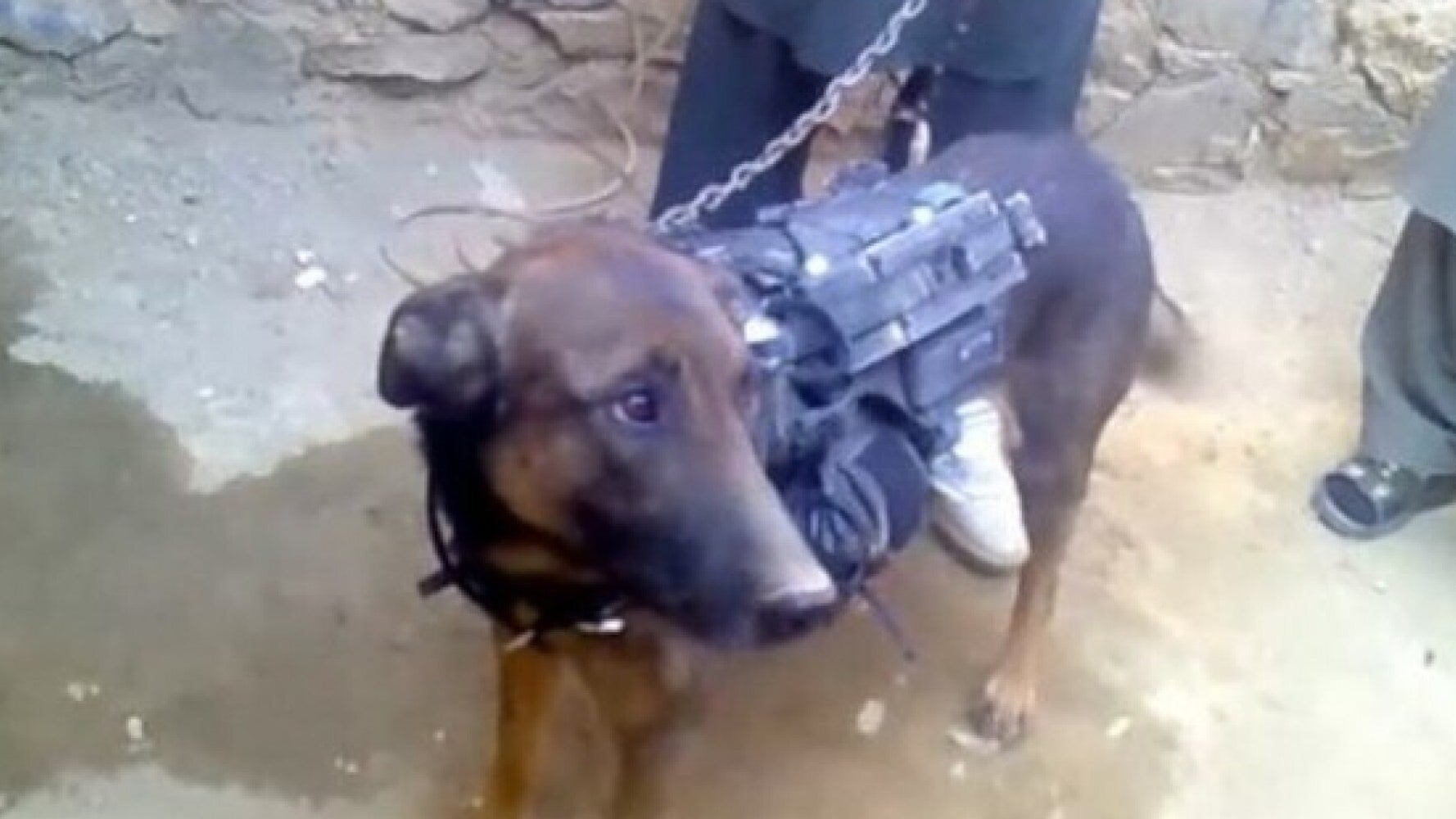 Taliban Capture British Military Dog Called Colonel (VIDEO) | HuffPost ...