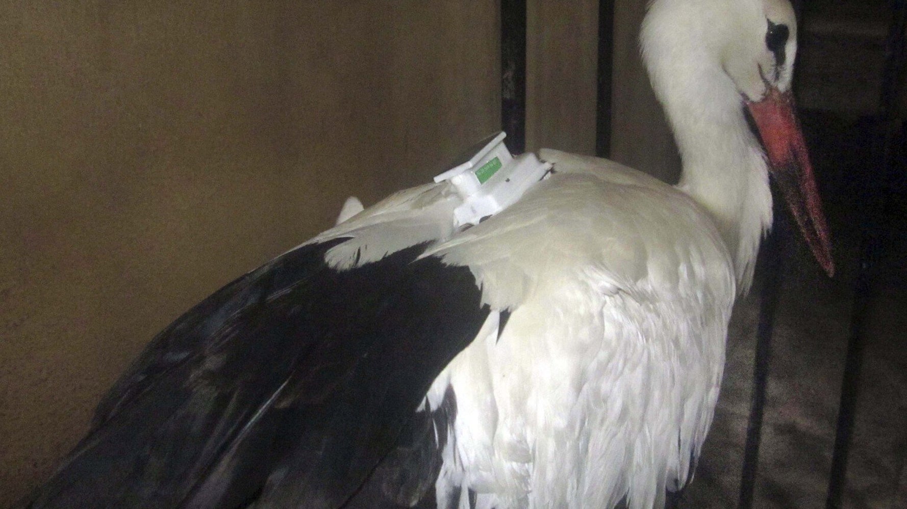 Stork Accused Of Spying In Egypt Found 'Killed And Eaten' | HuffPost UK ...