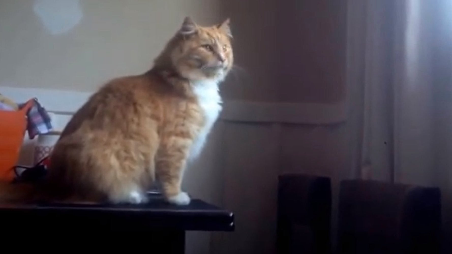 This Cat Jump Fail Is Short But Oh-So Sweet (VIDEO) | HuffPost UK Comedy