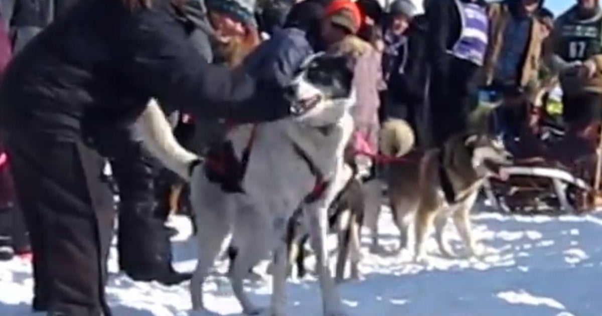 This Dog Is VERY Excited About His Sledging Race (VIDEO) | HuffPost UK ...