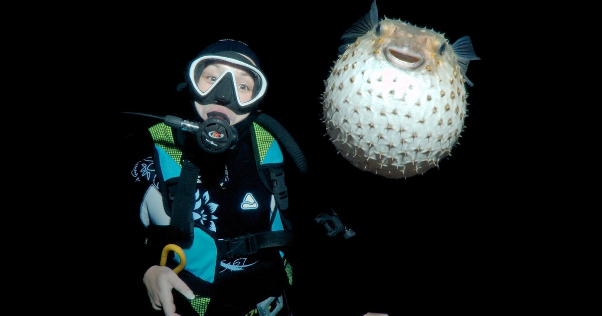 Pufferfish Photobombs Diver (PICTURE) | HuffPost UK Comedy