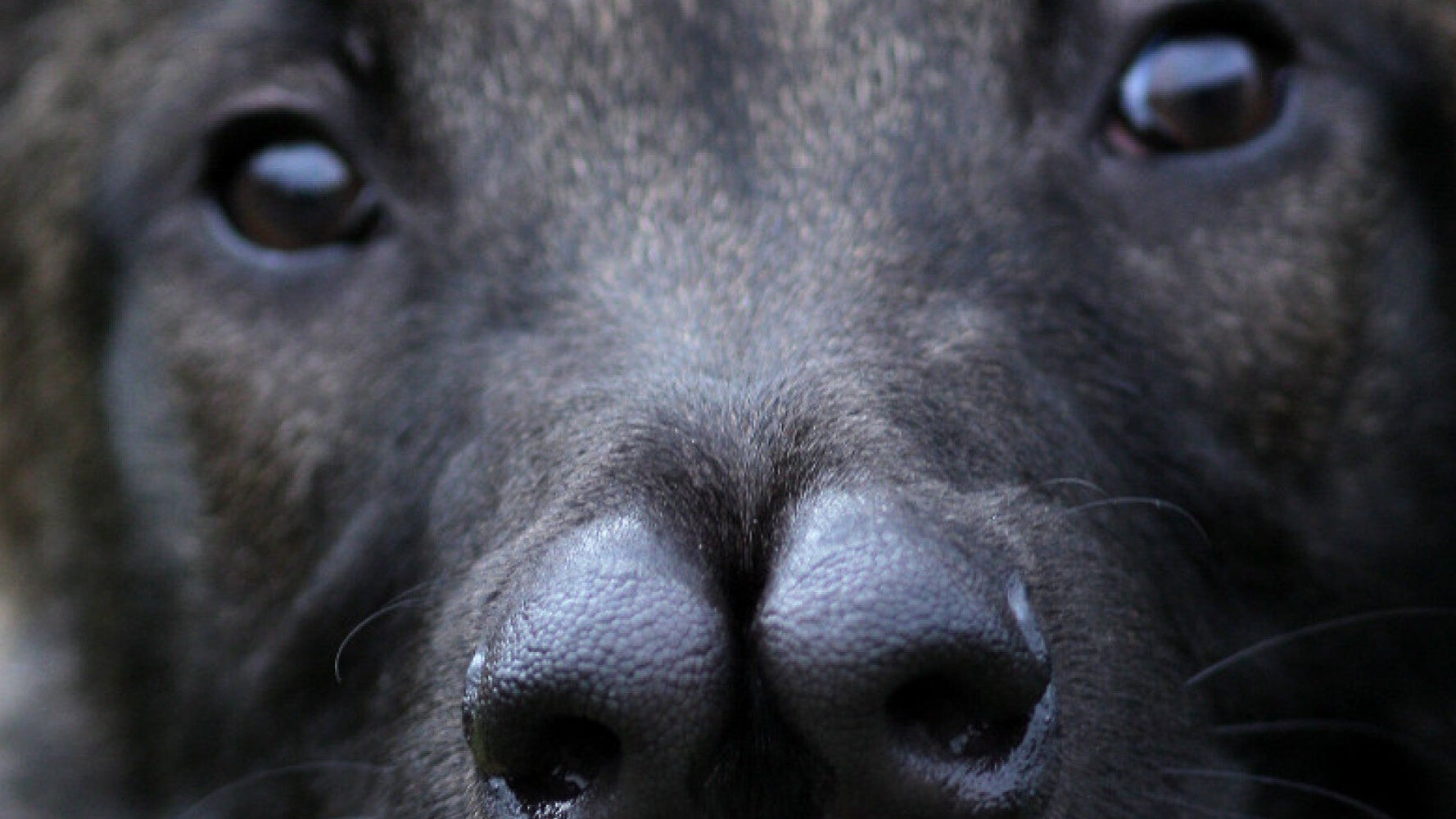 Snuffles, The Dog With 'Two Noses' Finally Finds A Loving Home ...