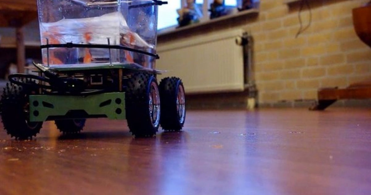 Go Kart For Goldfish Liberates Trapped Fish At Last (VIDEO) | HuffPost ...