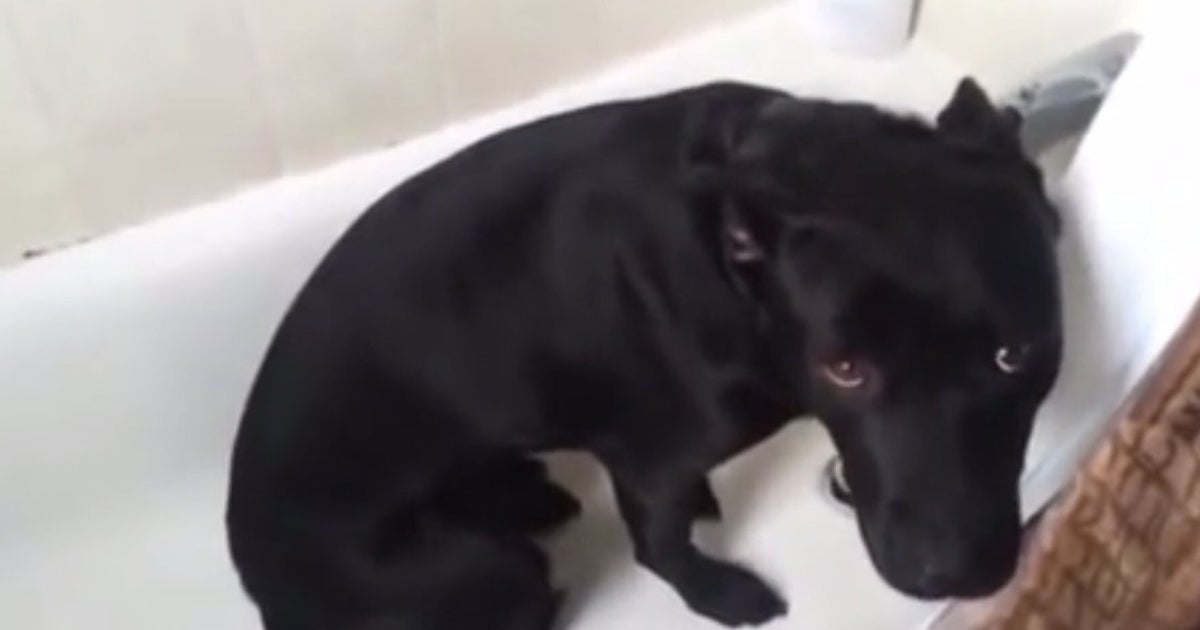 The Many Faces Of Guilty Dogs (VIDEO) | HuffPost UK Comedy