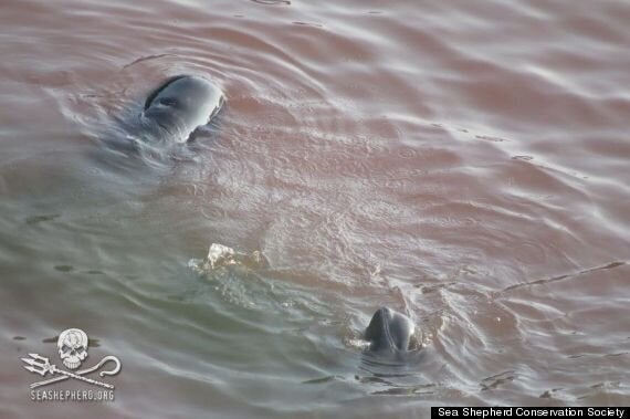 Sea Turns Red With Blood As Whales Are Butchered To Death In Japan ...