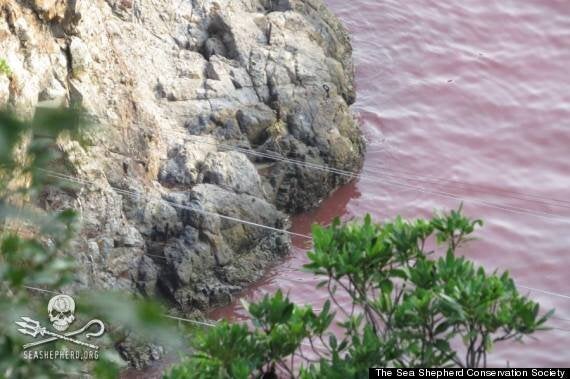 Sea Turns Red With Blood As Whales Are Butchered To Death In Japan ...