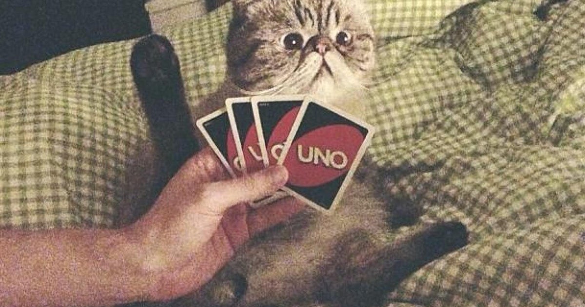 Meet Captain Pancakes, Our New Favourite Internet Cat (PICTURES ...