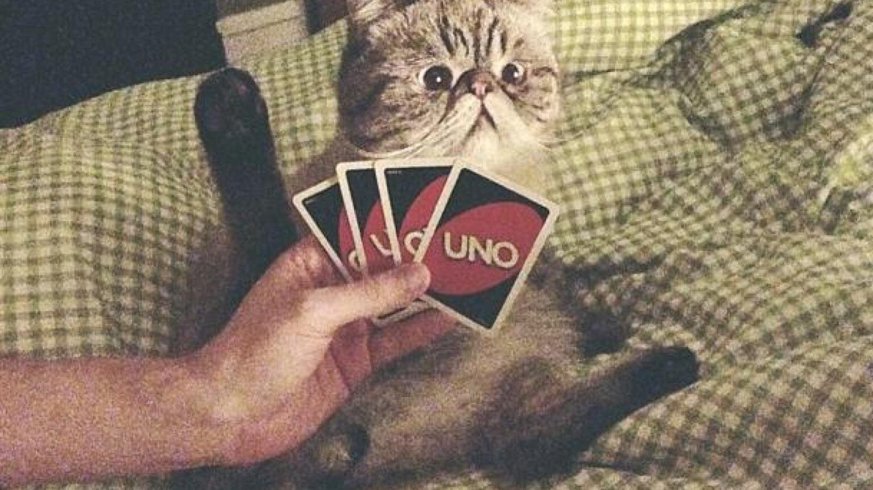 Meet Captain Pancakes, Our New Favourite Internet Cat (PICTURES ...