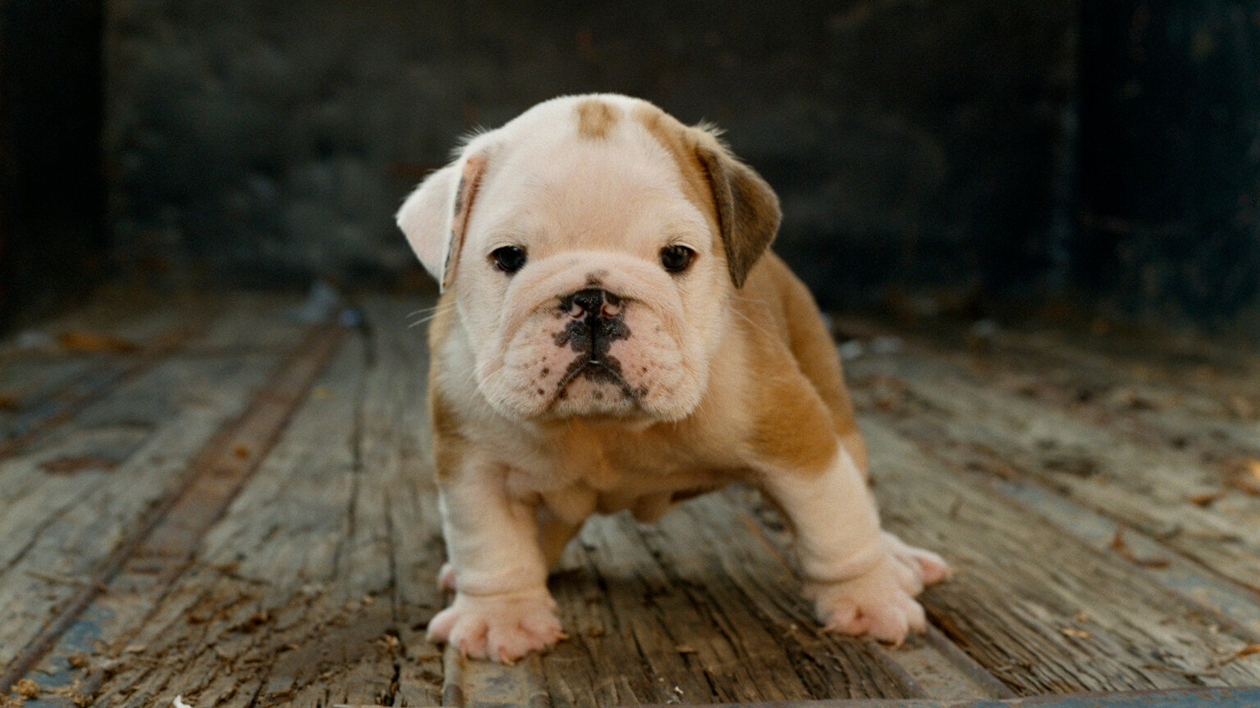 Dog of the Week | HuffPost UK Life