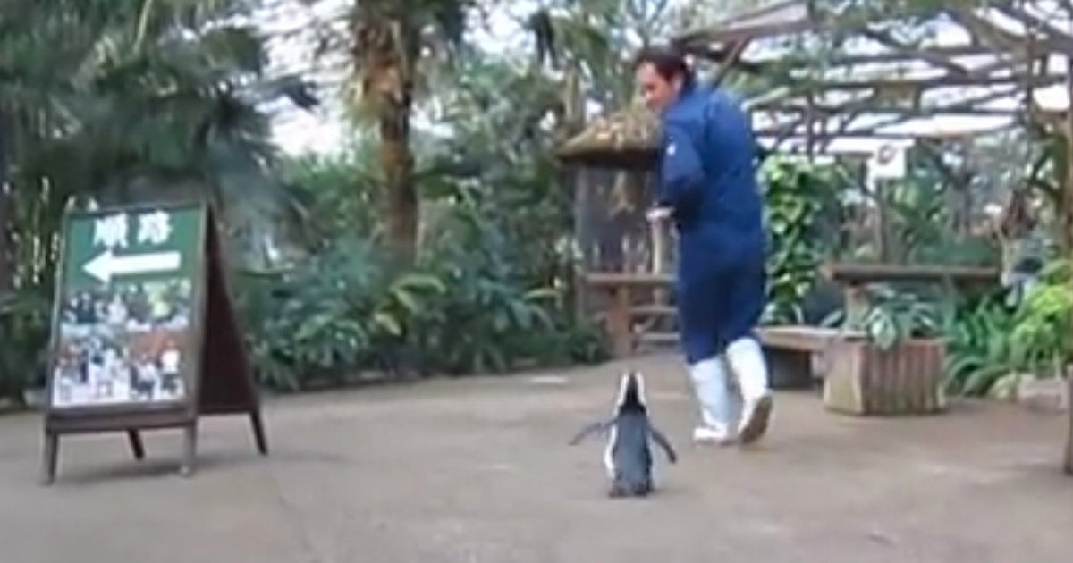 This Penguin Chasing His Zookeeper Is Downright Adorable (VIDEO ...