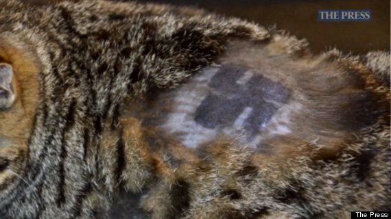 Swastika Cat: Nazi Symbol Drawn On Pet Feline (PICTURES) | HuffPost UK