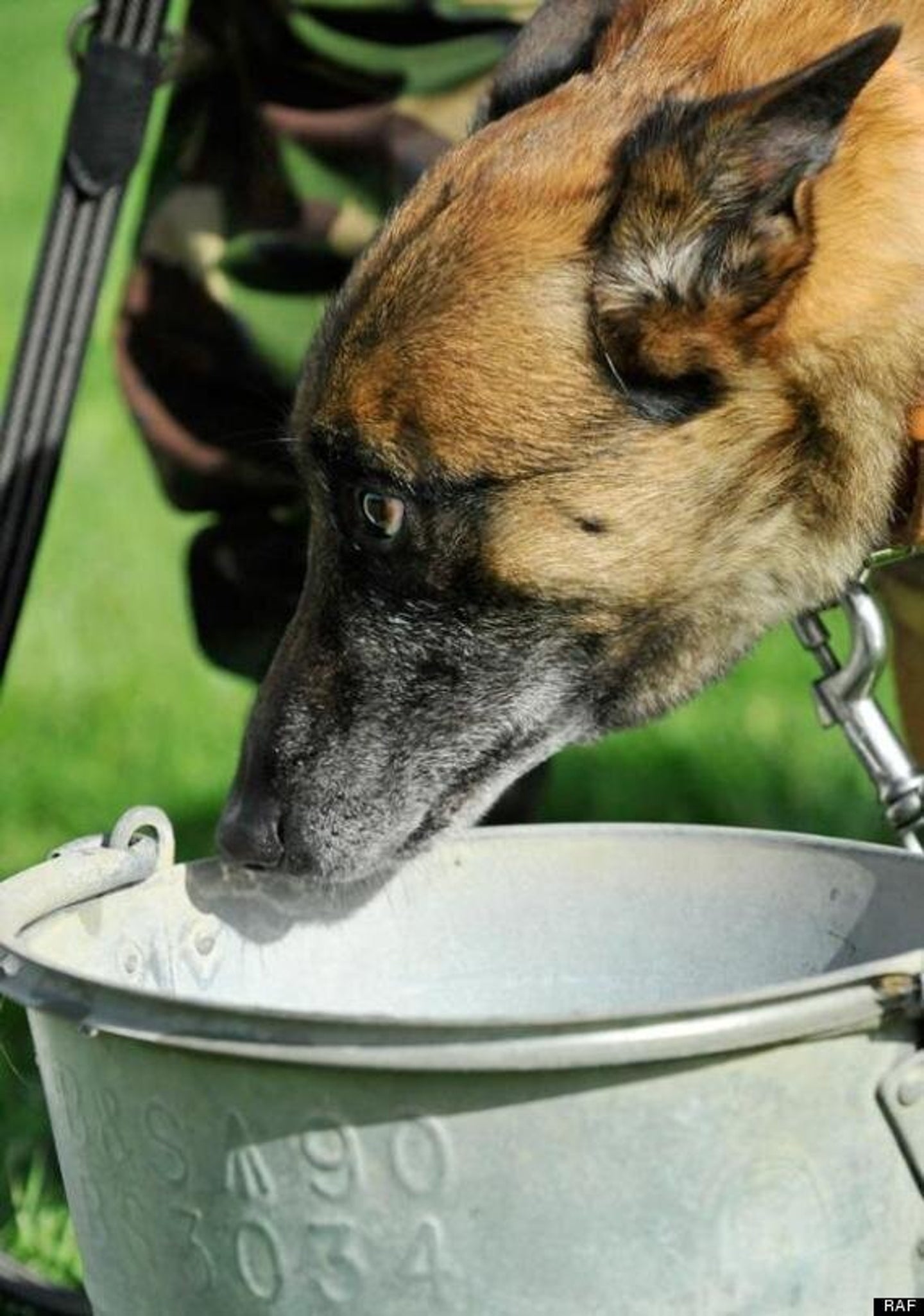 RAF Guard Dogs Put Down After Prince William Leaves Military Base ...
