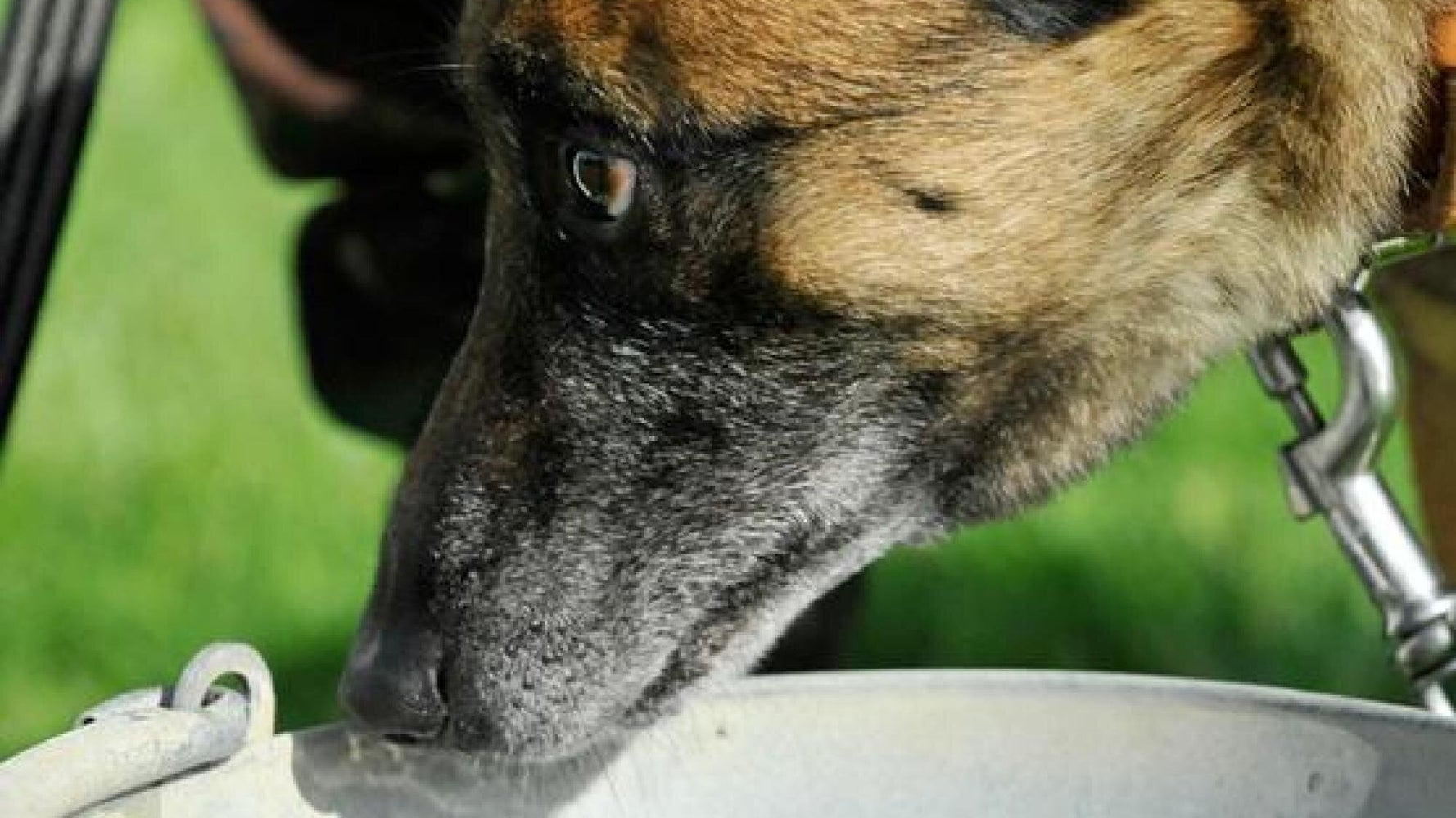 RAF Guard Dogs Put Down After Prince William Leaves Military Base ...