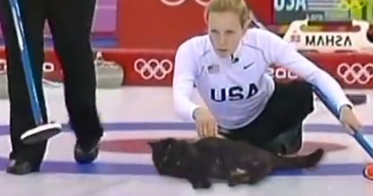 Olympic Cat Curling Is Our New Favourite Sport (VIDEO) | HuffPost UK Comedy