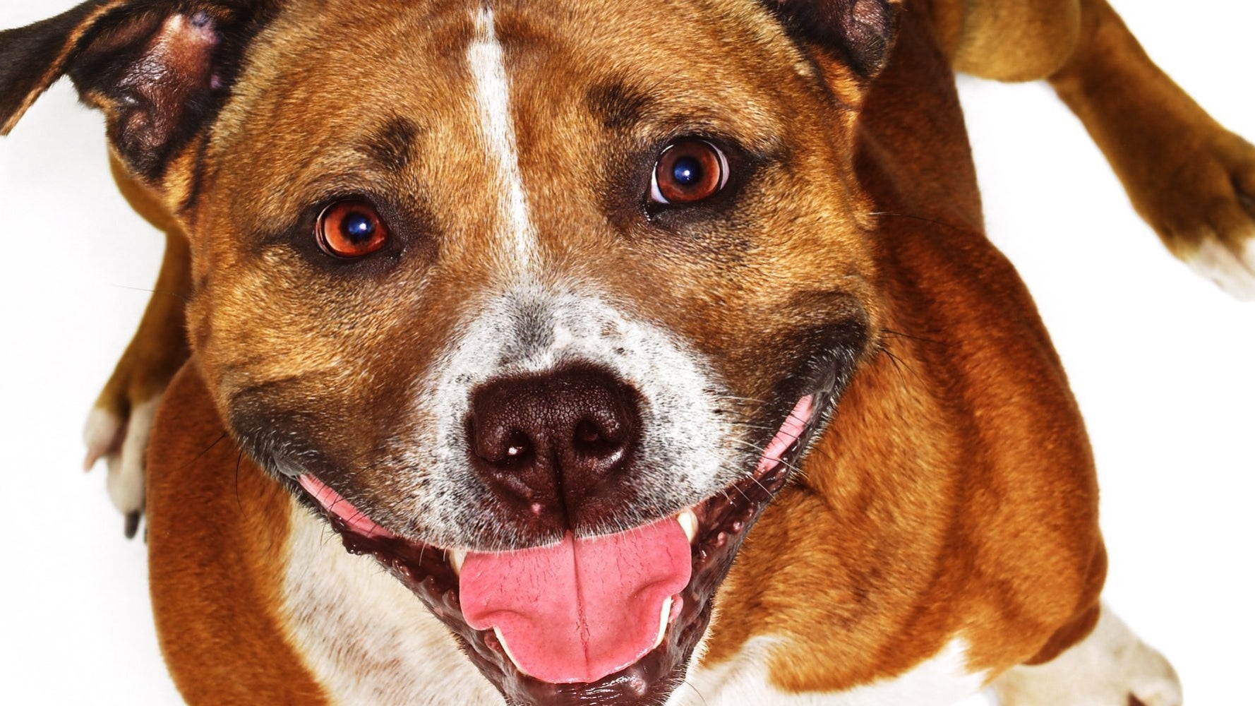 Woman Checks Wayne Brysons Phone Finds Footage Of Him Having Sex With Her Staffordshire Bull