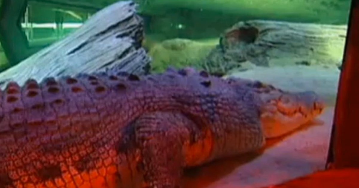 Giant Crocodile Retires At Melbourne Aquarium (VIDEO) | HuffPost UK News