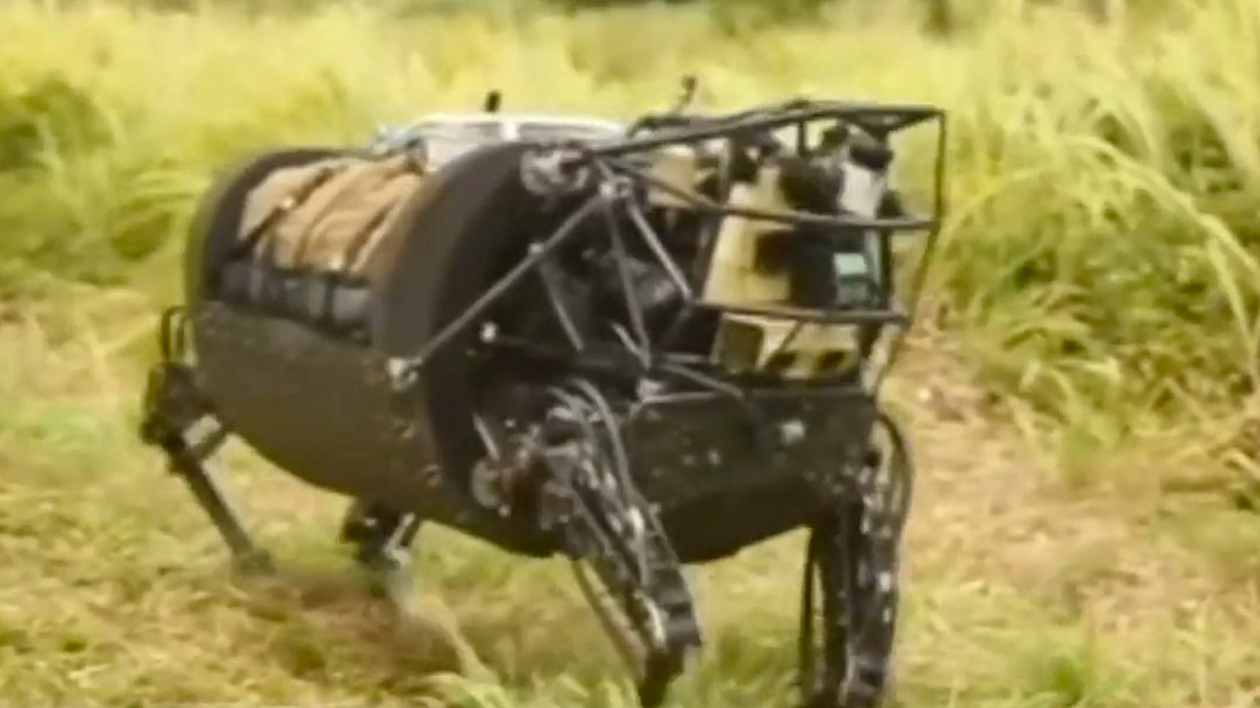 'Cujo' Robot Mule Starts Life Of Willing Servitude With US Marines ...