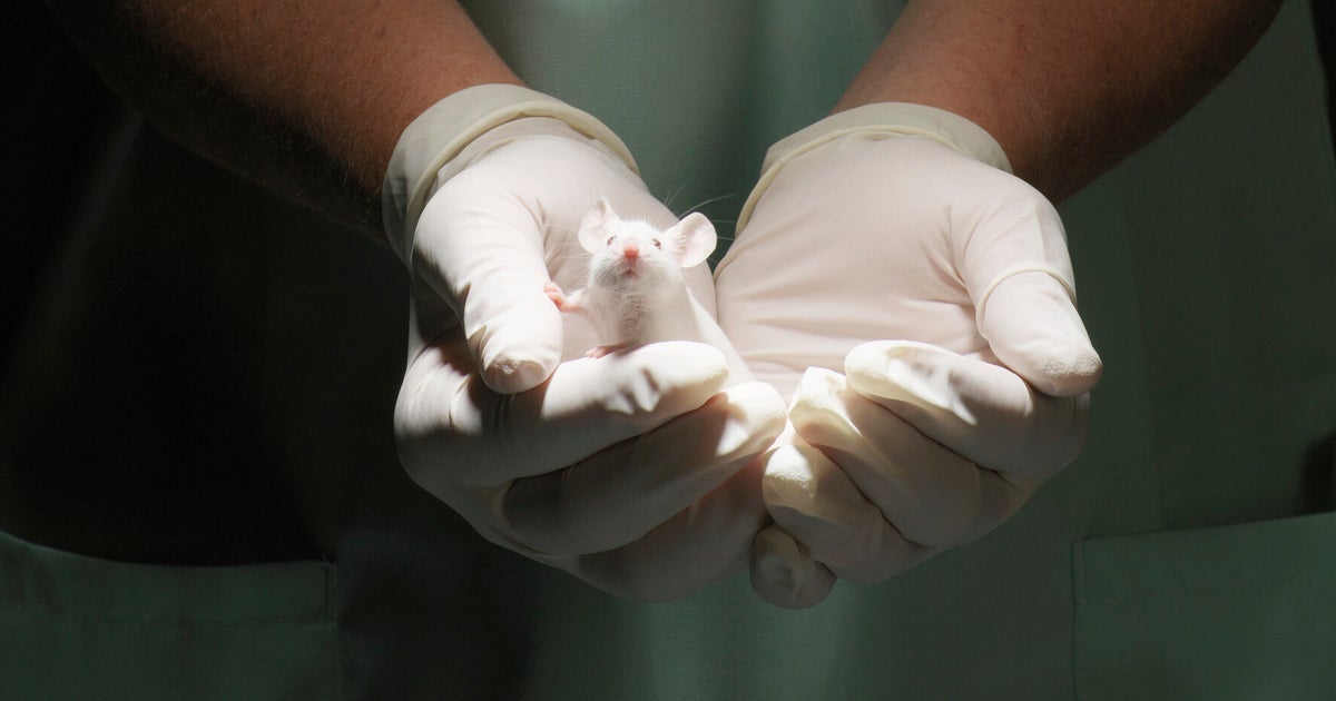 Animal Testing: Anti-Vivisection Movement Has Grown Significantly, Says ...
