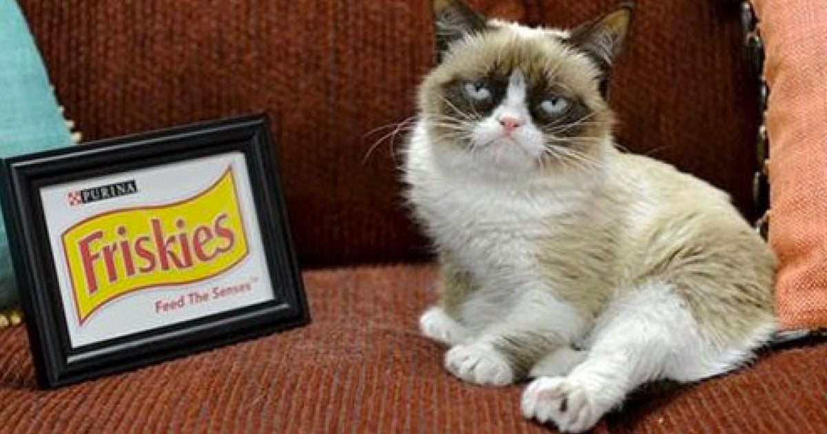 Grumpy Cat Signs Endorsement Deal With Friskies Pet Food | HuffPost UK News