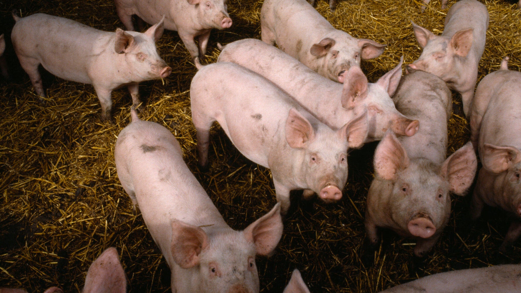 MoD Defends Shooting Of Live Pigs In Military Exercises | HuffPost UK News