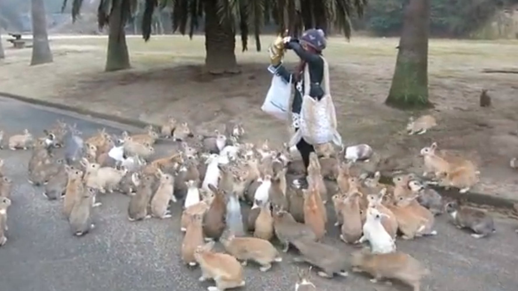 Rabbit Swarm On Japanese Island Is Adorable, But Slightly Terrifying ...