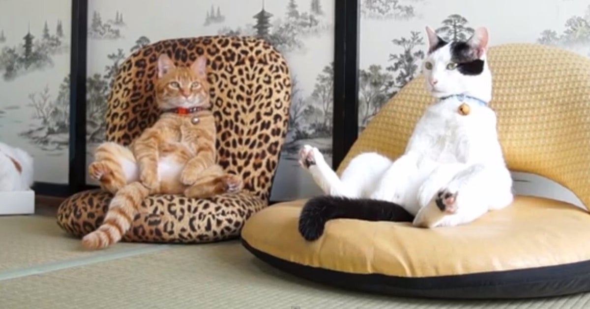Just Some Cats. SITTING LIKE HUMANS. (VIDEO) | HuffPost UK Comedy