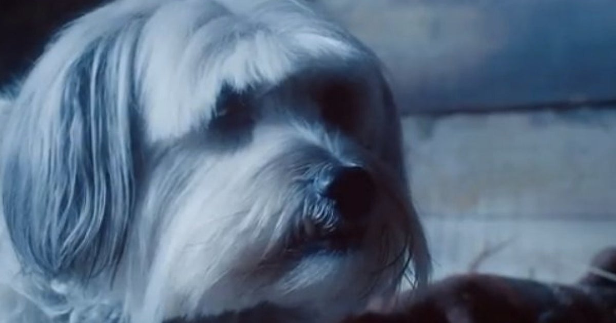 'Pudsey: The Movie' Finds Britains' Got Talent Winner Speaking In ...