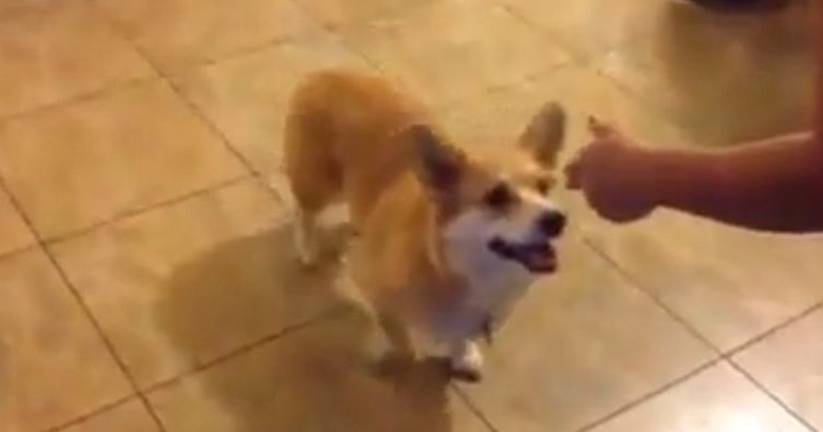 A Corgi Plays Dead... Very Reluctantly | HuffPost UK Comedy