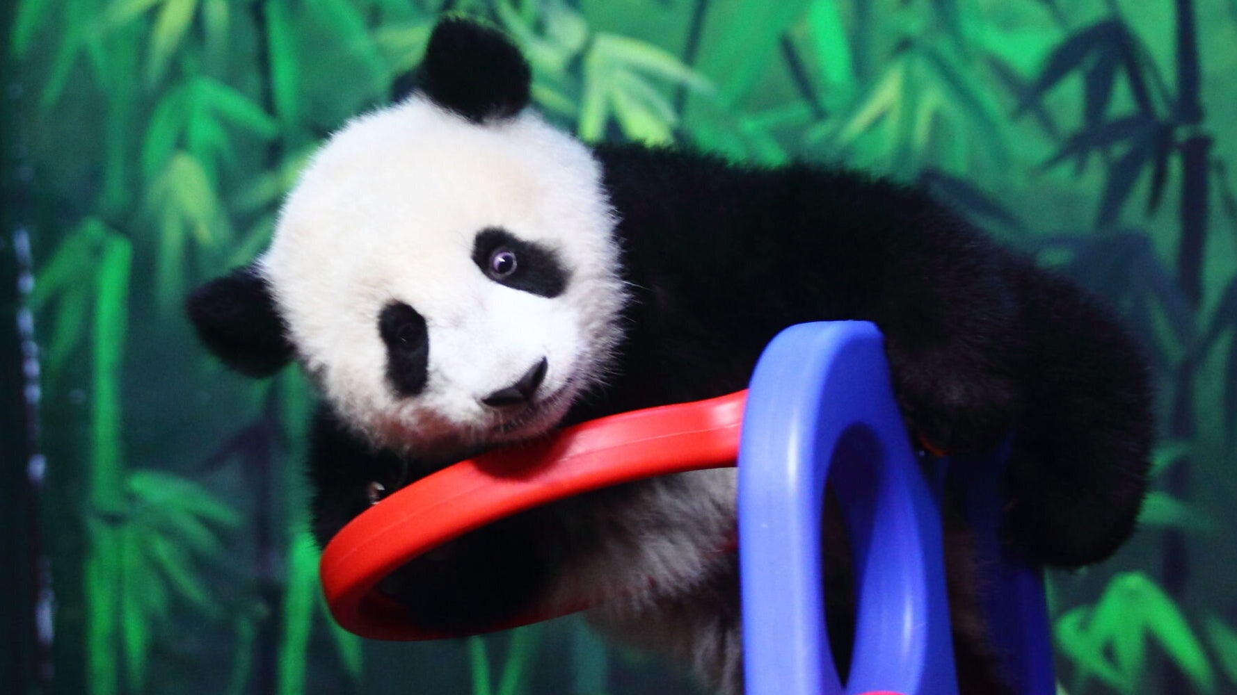 Really Cute Baby Pandas On A Slide