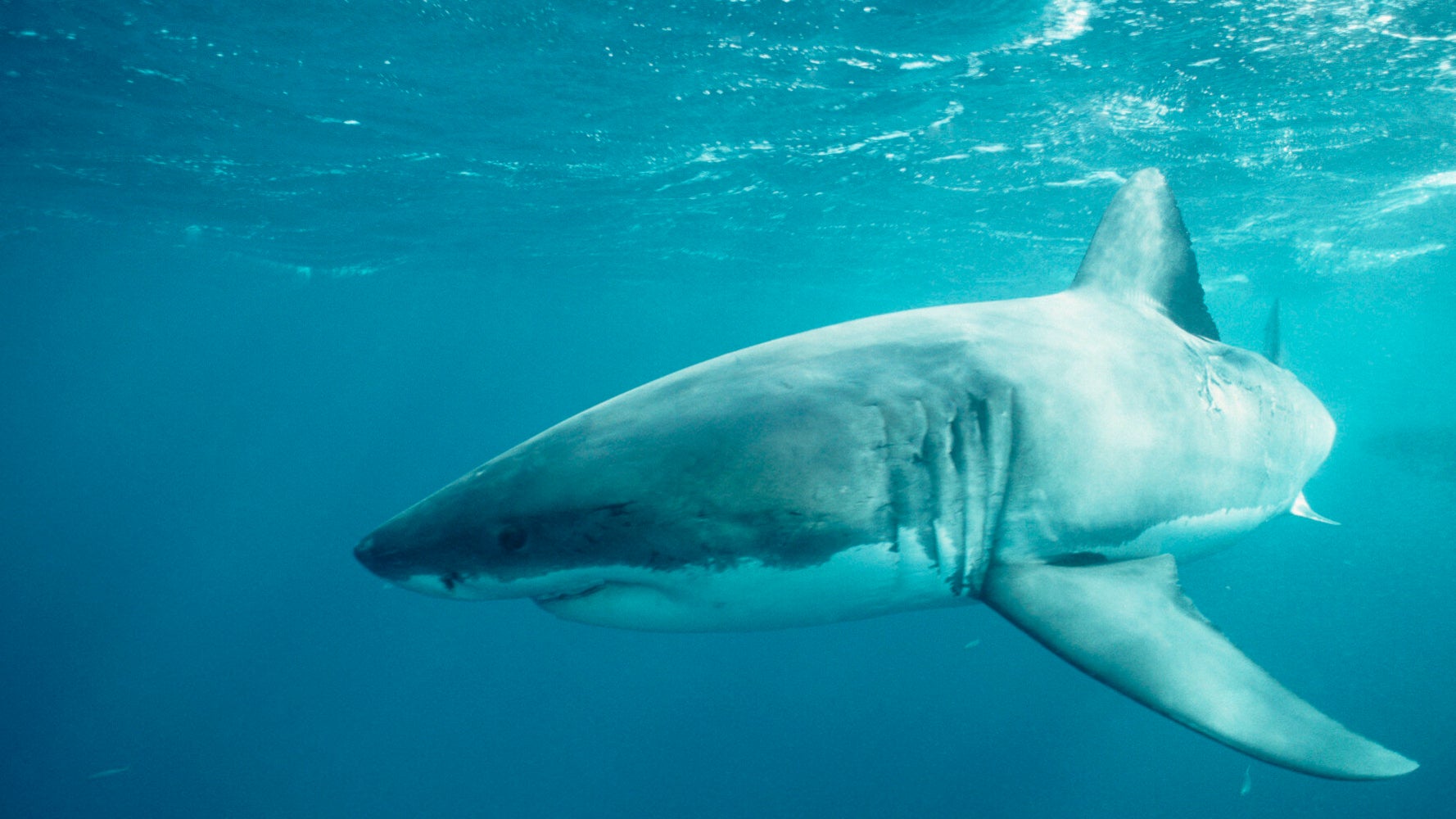 Shark Antibody 'Anti-Cancer Weapon' | HuffPost UK Life