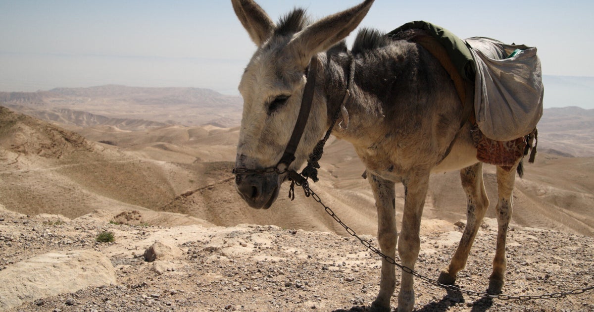 Gaza Conflict: Donkey Suicide Bomb Stopped By Israeli Army | HuffPost ...