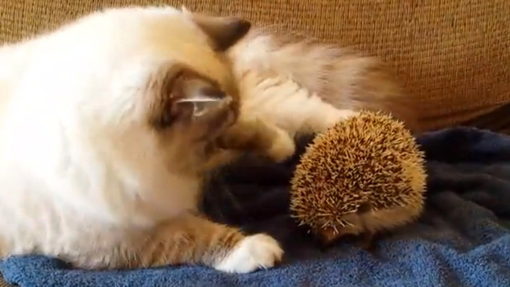 Cat Sits On A Hedgehog, Learns Valuable Lesson (VIDEO) | HuffPost UK Comedy