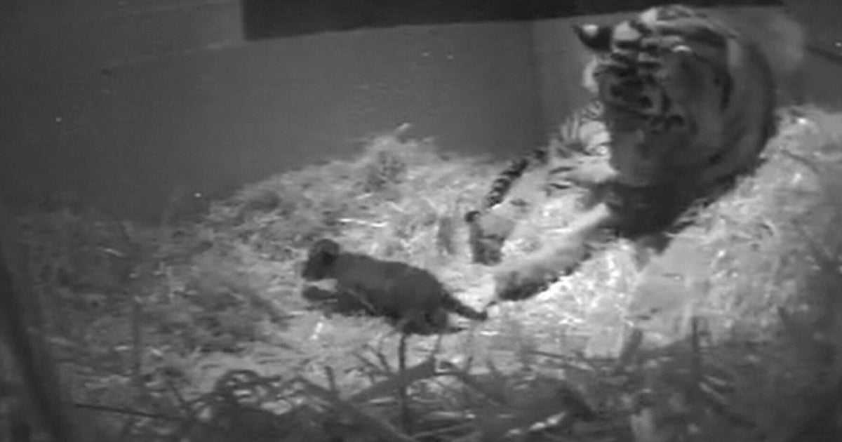 Sumatran Tiger Melati Gives Birth To ZSL London Zoo's First Cub In 17 ...