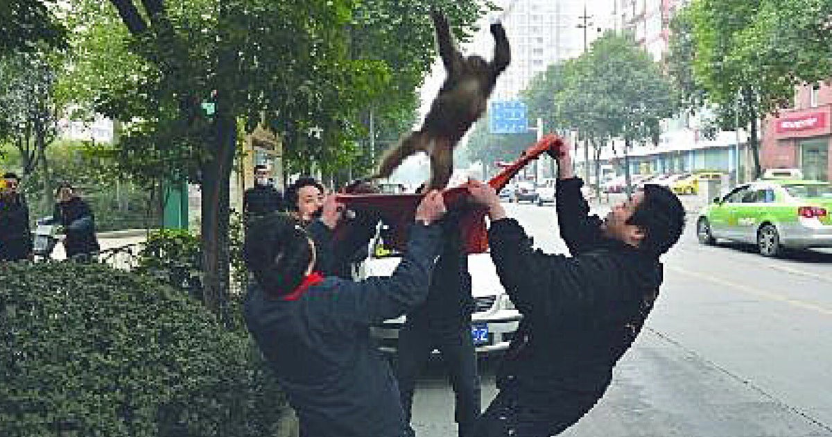 Pick-Pocketing Monkey Falling Out Of Tree Saved By Zookeeper's Coat ...